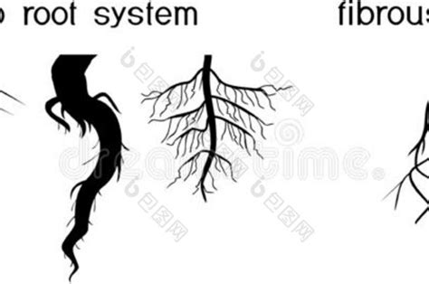 带根系的春花图片 包图网企业站