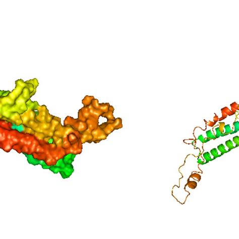 Tertiary Structure Of The Designed Vaccine Candidate A Surface View