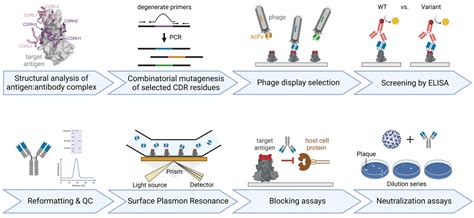 Adapting Neutralizing Antibodies To Viral Variants By Structure‐guided