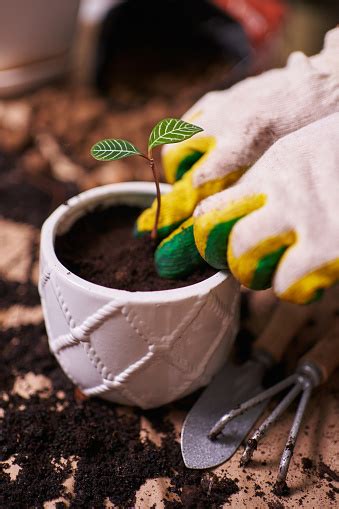 장갑을 끼고 있는 암컷 손은 화분에 두 개의 작은 잎을 가진 새싹을 심습니다미래의 가정 식물 작은 식물 묘 종 가정 생활에 대한 스톡 사진 및 기타 이미지 Istock