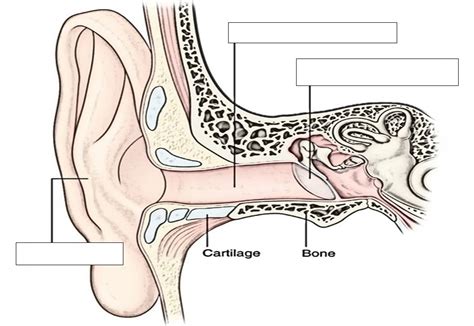 Outer Ear Anatomy Diagram Quizlet