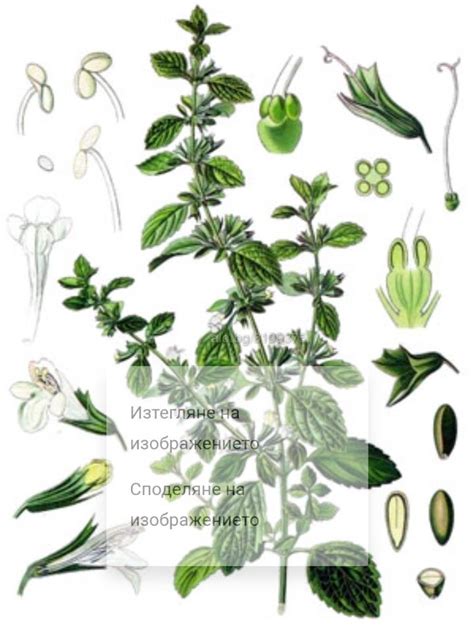 Маточина разсад Растения Разсад Семена Берковица Предлагам на временна ПРОМОЦИЯ свеж