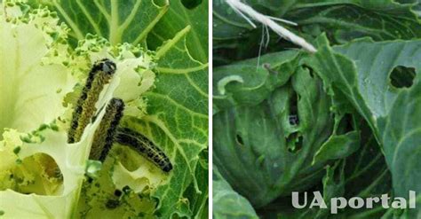 Чим обробити капусту щоб захистити її від гусениць лайфхак з чистотілом