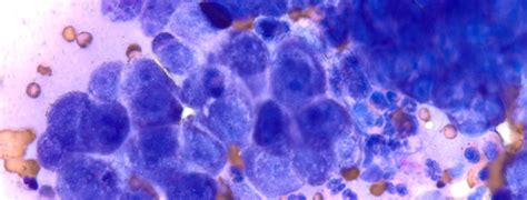 Mammatumoren Bei Der Katze 2020499