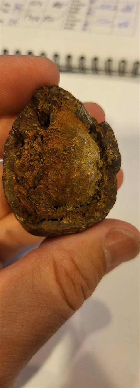Fossilized Egg R Whatsthisrock