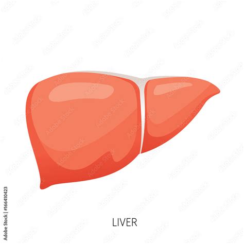 Liver Human Internal Organ Diagram Physiology Structure Medical