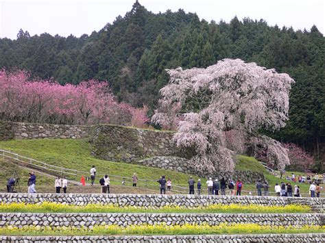 又兵衛桜