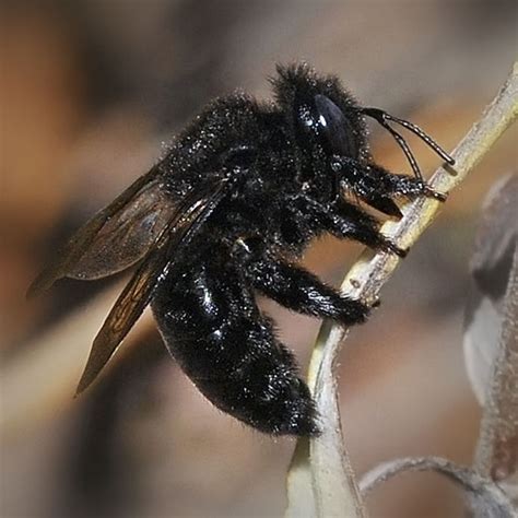 Black Carpenter Bee Xylocopa Tabaniformis Bugguidenet