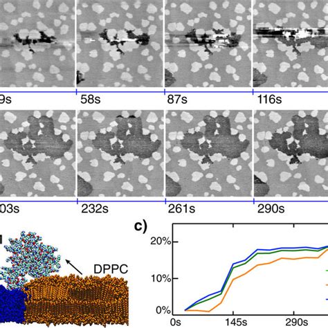 Detachment Of Supported Lipid Bilayer By Polycationic Dendrimers A Download Scientific