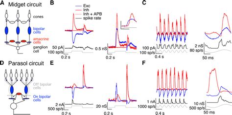temporal relationship between excitatory and inhibitory synaptic inputs