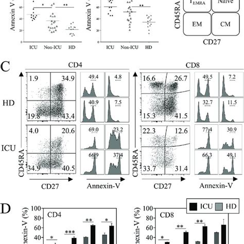 Memory CD4 And CD8 T Cells Are More Prone To Dying By Apoptosis In Download Scientific Diagram