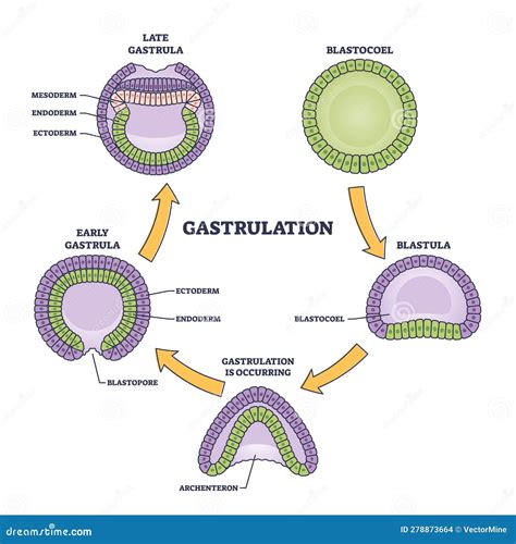 Stages Of Embryo Development Ovulation Of Secondary Egg And