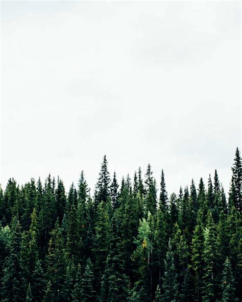 The 9 Different Ecosystem Types And Their Importance Explained