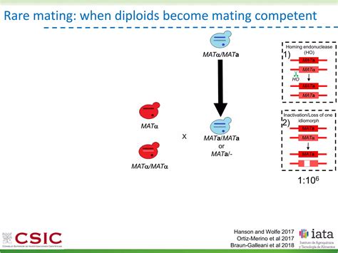 Reticulate Evolution In Yeasts And Its Industrial Applications Ppt