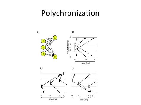 Spiking Neural Networks Banafsheh Rekabdar Biological Neuron The