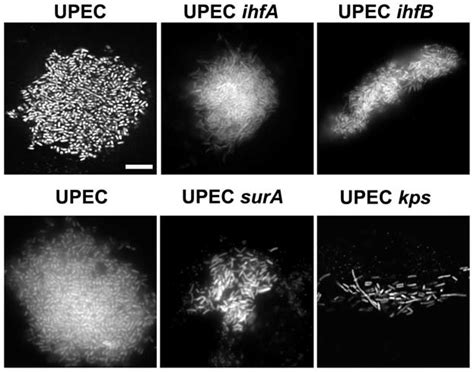 Architecture Of Intracellular Bacteria Female Mice Were Infected With Download Scientific