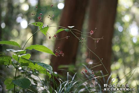 クサナギオゴケ 野山の花たち 東北と関東甲信越の花