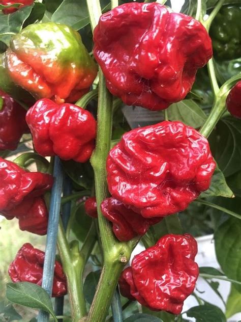 Dried Scotch Bonnet Peppers The Bold Flavor Safari