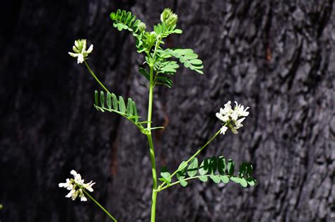 Humboldt County Milkvetch Astragalus Agnicidus Botanical Realm
