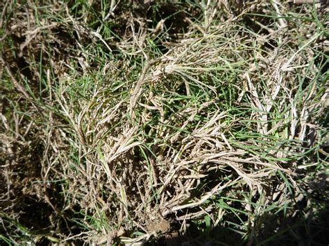 Elizabethtown Sports Park Turf And Field Maintenance Sprigging
