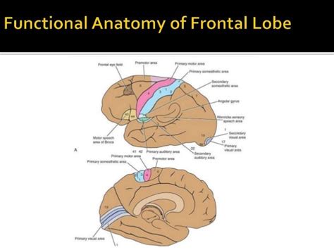 Anatomy Of Frontal Lobe
