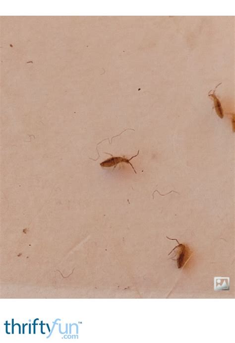 Identifying Tiny Brown Bugs Thriftyfun