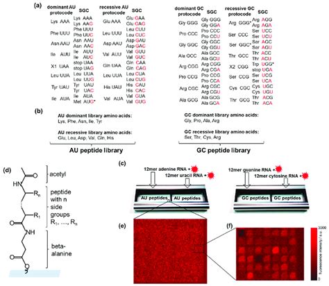 High Throughput Screening Of Rna Peptide Interactions A Au And Download Scientific Diagram