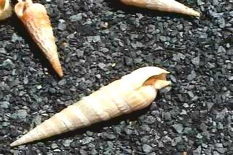 Encyclopedian Dictionary North Carolina Sea Shells Atlantic Auger