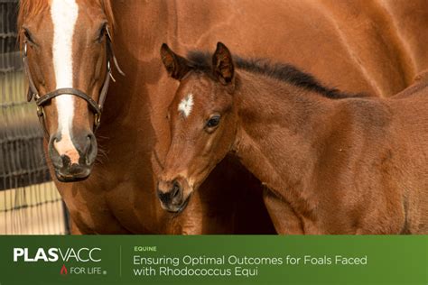 Ensuring Optimal Outcomes For Foals Faced With Rhodococcus Equi Plasvacc Usa