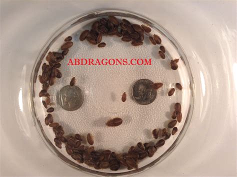 Feeder Roaches For Sale