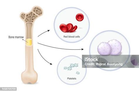Sumsum Tulang Sumber Sel Darah Merah Sel Darah Putih Dan Trombosit Eritrosit Leukosit Ilustrasi