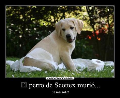 Imágenes Y Carteles De Scotex Desmotivaciones