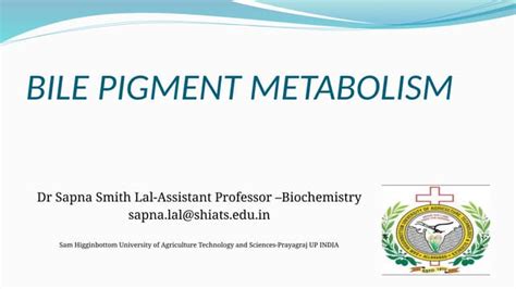 Bilirubin Metabolism Synthesis And Degradation Pptx