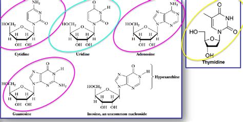 Chapter 12 Nucleotide And Nucleic Acid Metabolism Bs2003 Biochemistry Ii