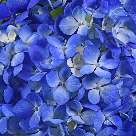 Hydrangea Dark Blue Flower