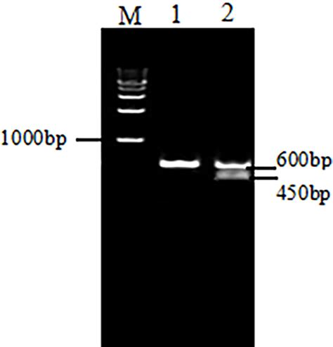 Sex Determination Of The Isolated Cells The Sex Of The Isolated Cells Download Scientific