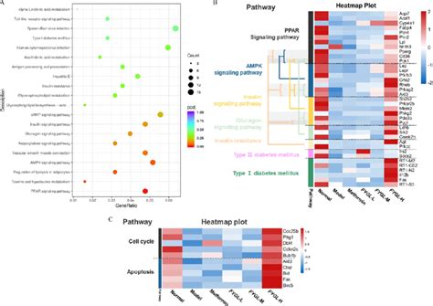 Kegg Pathway Enrichment Analysis Of The T2d Rat Pancreas Transcriptome Download Scientific