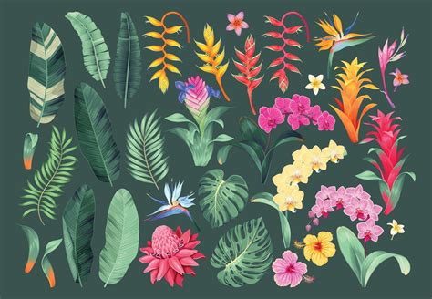 Big Vector Set Of Tropical Flowers And Leaves 40521847 Vector Art At Vecteezy