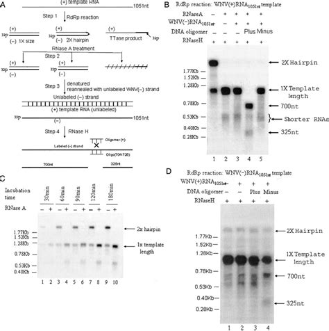 Rnase H Mapping Of Newly Synthesized Rna A Schematics For Rnase H