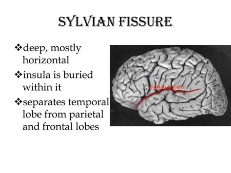 Anatomy Of Brain Sulcus And Gyrus Dr Sajith Md Rd Pptx Brain And Nervous System Disorders