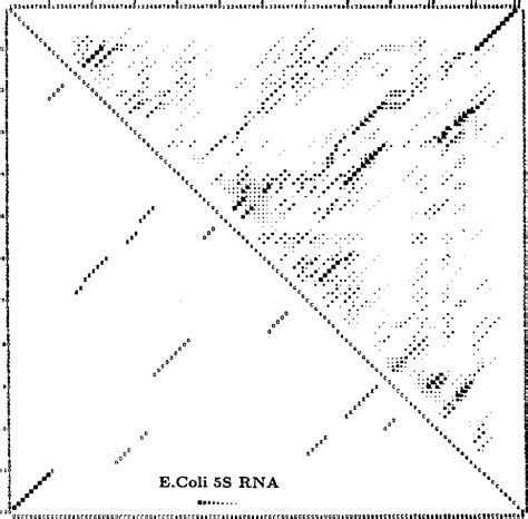 Figure 3 From The Equilibrium Partition Function And Base Pair Binding