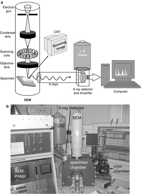 X Ray Microanalysis In The Scanning Electron Microscope Radiology Key