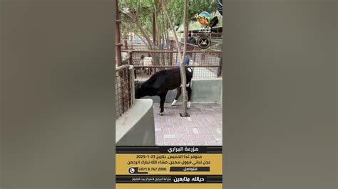 عجل لباني فوول سمين مشاء الله تبارك الرحمن Youtube