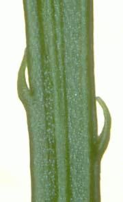 Psilotum Stem BIOL APBI 210 Lab Information