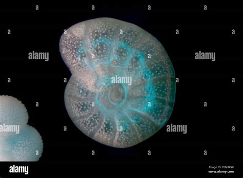 Foraminifera Microscope Slide Labeled Micropaleontology Collections
