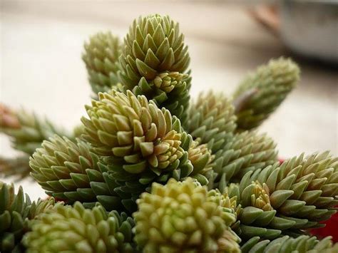 Villadia Imbricata Succulent Species Cacti And Succulents Amazing