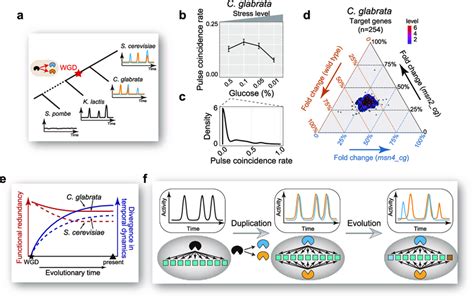 Evidence Supporting The Evolutionary Role Of Temporal Redundancy