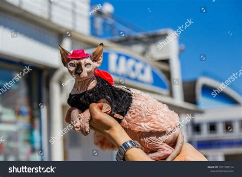 Sphinx Cat Dressed Pimp Wearing Stock Photo 1091901764 Shutterstock