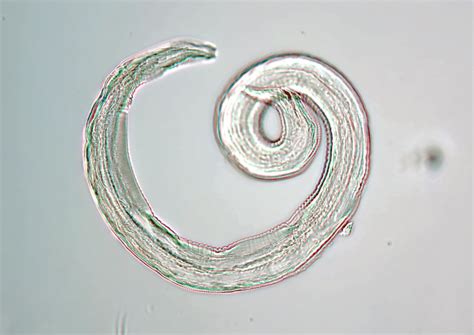 Physocephalus Sexalatus Zowiac En