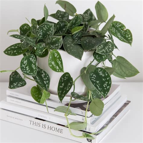 Scindapsus Pictus Satin Pothos Plants Craft Supplies And Tools Gardening